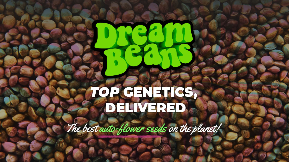 Cannabis Growing Tips & Tricks | Dream Beans Blog