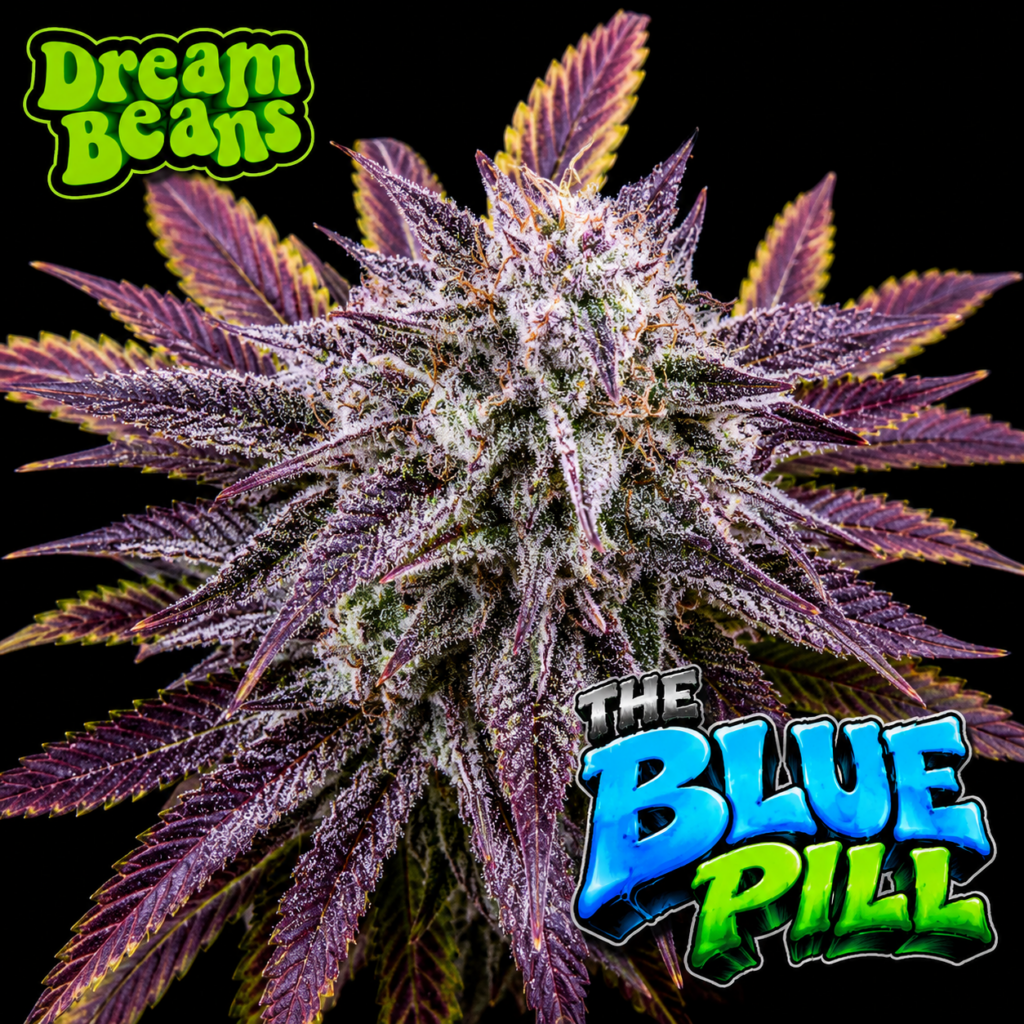 The Blue Pill Autoflower Cannabis Seeds | Dream Beans