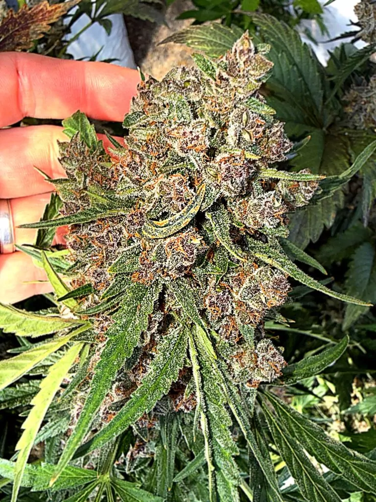 FrankenRita Autoflower Cannabis Seeds | Dream Beans